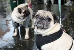PUG SLOPE » Blog Archive » 1000 Pugs!